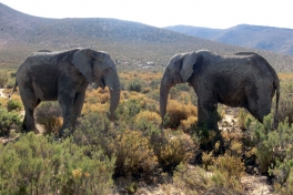 GAME PARKS OF SOUTH AFRICA -only1invillage