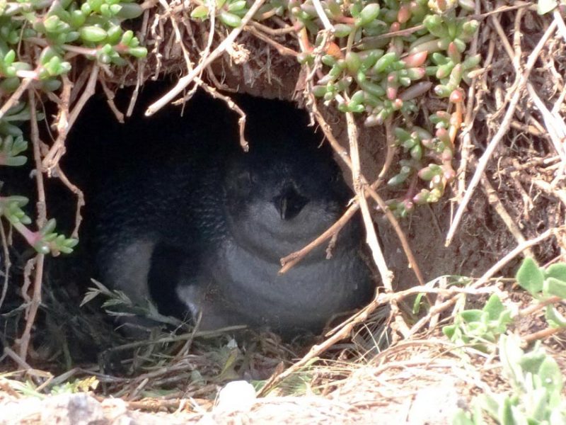 Philip Island Top 11 things to see and do this weekend